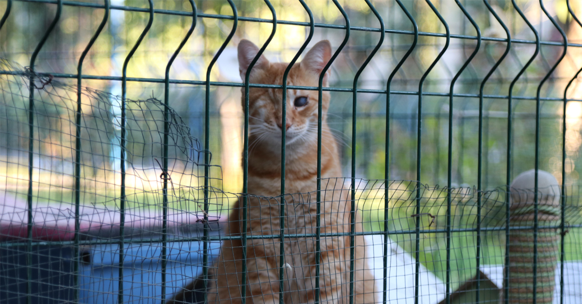 Supsan'ın Patili Çocukları - Borusan Turuncu
