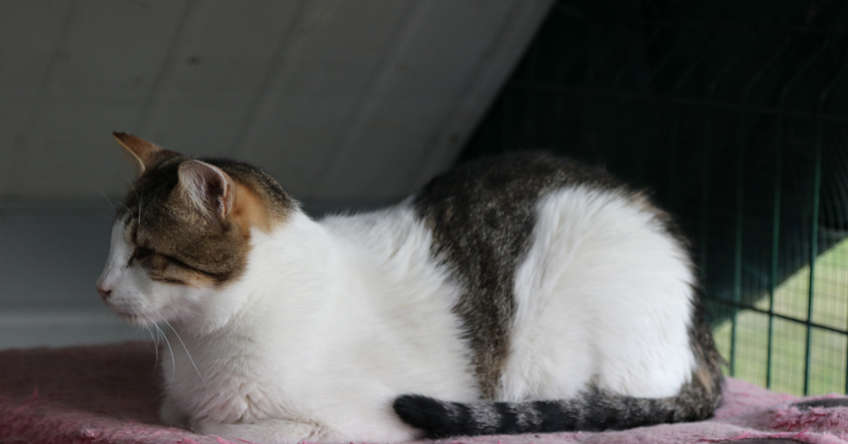 Supsan'ın Patili Çocukları - Borusan Turuncu